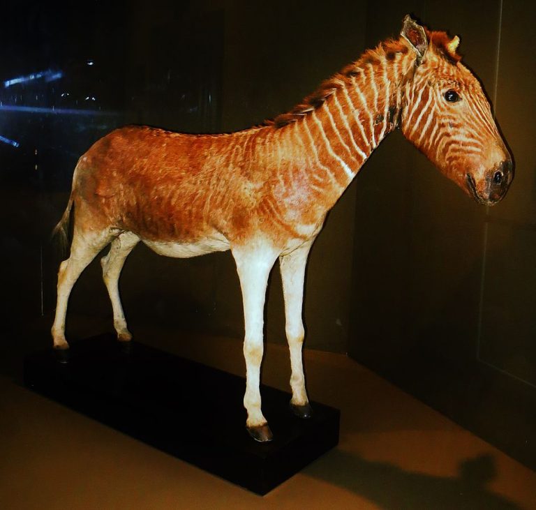 Védjük az állatokat: sok ezer faj él a kihalás szélén | Sokszínű vidék