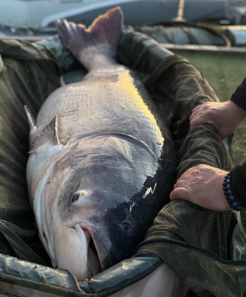 Kiakasztotta a mérleget a 60 pluszos busa | Sokszínű vidék