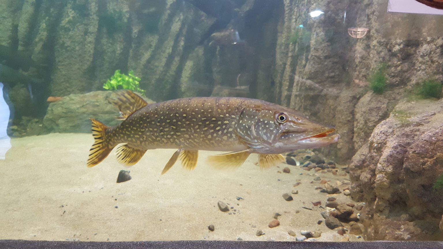 Mától tilos ilyen halat fogni a magyar vizeken | Sokszínű vidék