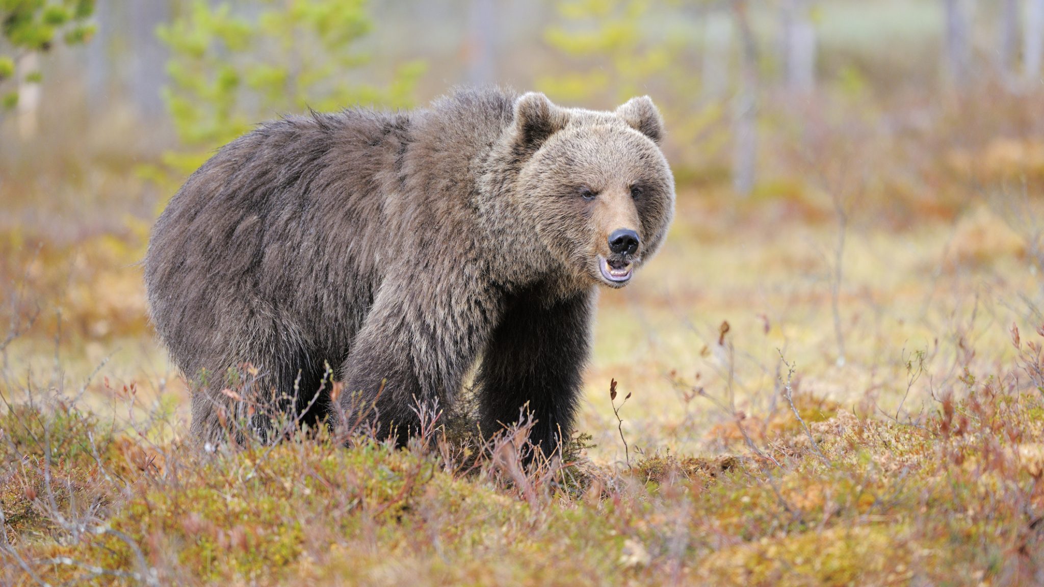 Medve elől menekülő vadászok: megszólalt a Bükki Nemzeti Park ...