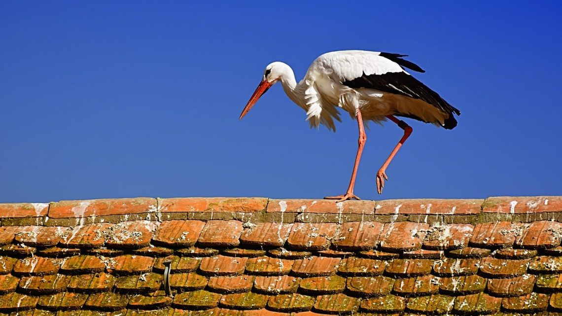 Megérkezett hazánkba az idei első gólya | Sokszínű vidék