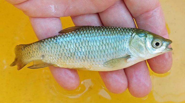 Nagy baj lehet belőle: nemkívánatos halak jelentek meg a Körösökben ...