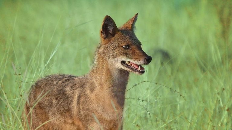 Rókának hitték az alföldi kisvárosban ólálkodó nádi farkast | Sokszínű ...