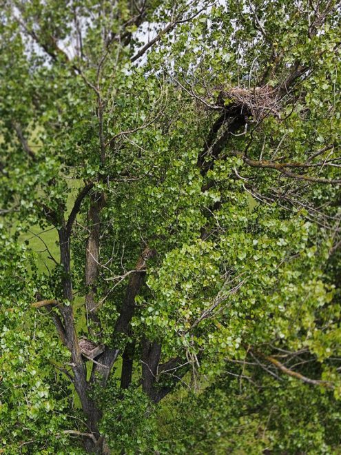 Felnéztek a fa lombjára, és alig hittek a szemüknek | Sokszínű vidék