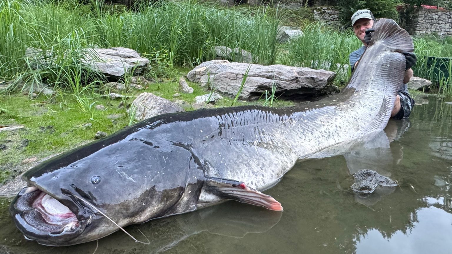 268 centis óriás az új csehországi harcsarekord | Sokszínű vidék