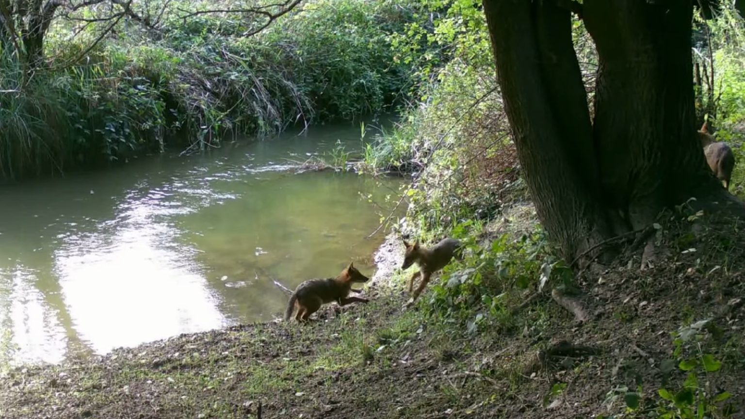 Videó: aranysakál falka bandázott az Eger-patak partján | Sokszínű vidék