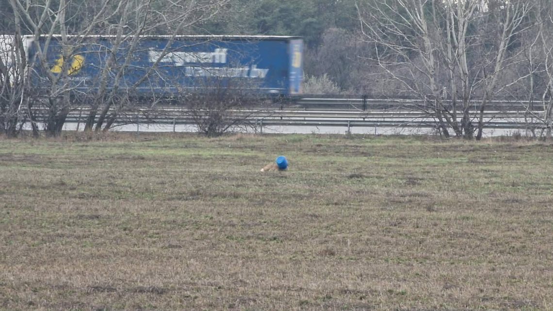 Reménytelenül küzdött egy őz az életéért az M0-s autópálya mellett ...