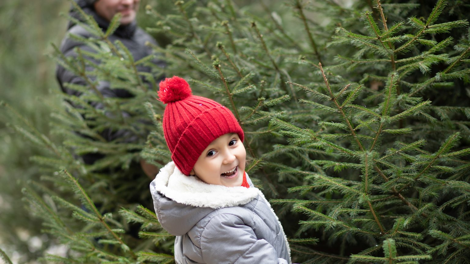 Ennyibe kerülnek a karácsonyfák 2025-ben: a prémium nordmann akár 40 ...