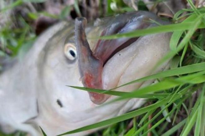 Olyan anatómiai torzulása volt egy balinnak, hogy az a szakértőket is ...